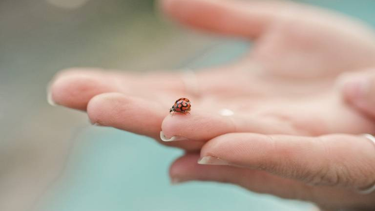 Cuáles son los 7 insectos que dan más suerte según la tradición