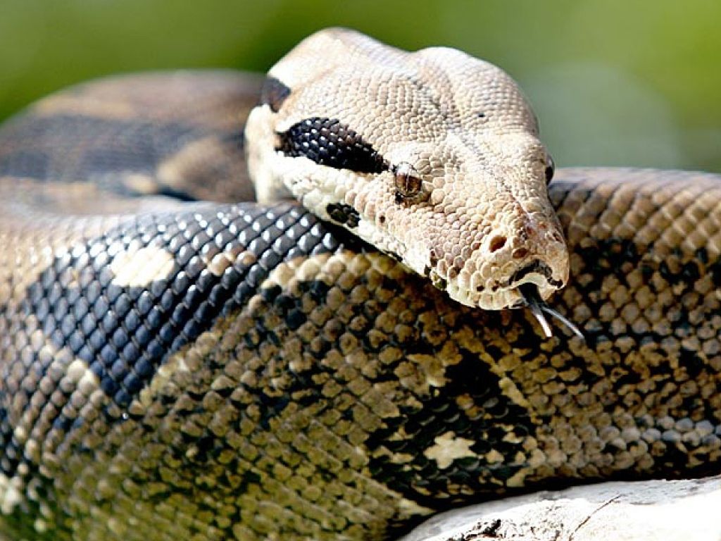 Se escapó una boa de una casa en Banfield
