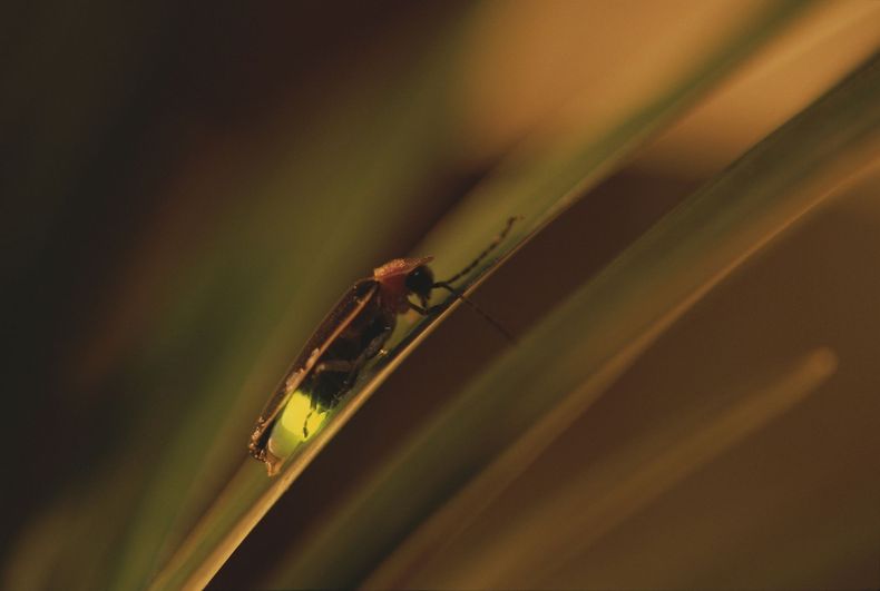 El significado especial de que un bicho de luz entre a tu casa