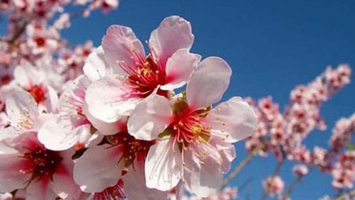 ¿Cómo saben las plantas que deben florecer?