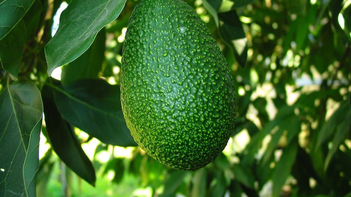 El truco para madurar una palta en 10 minutos