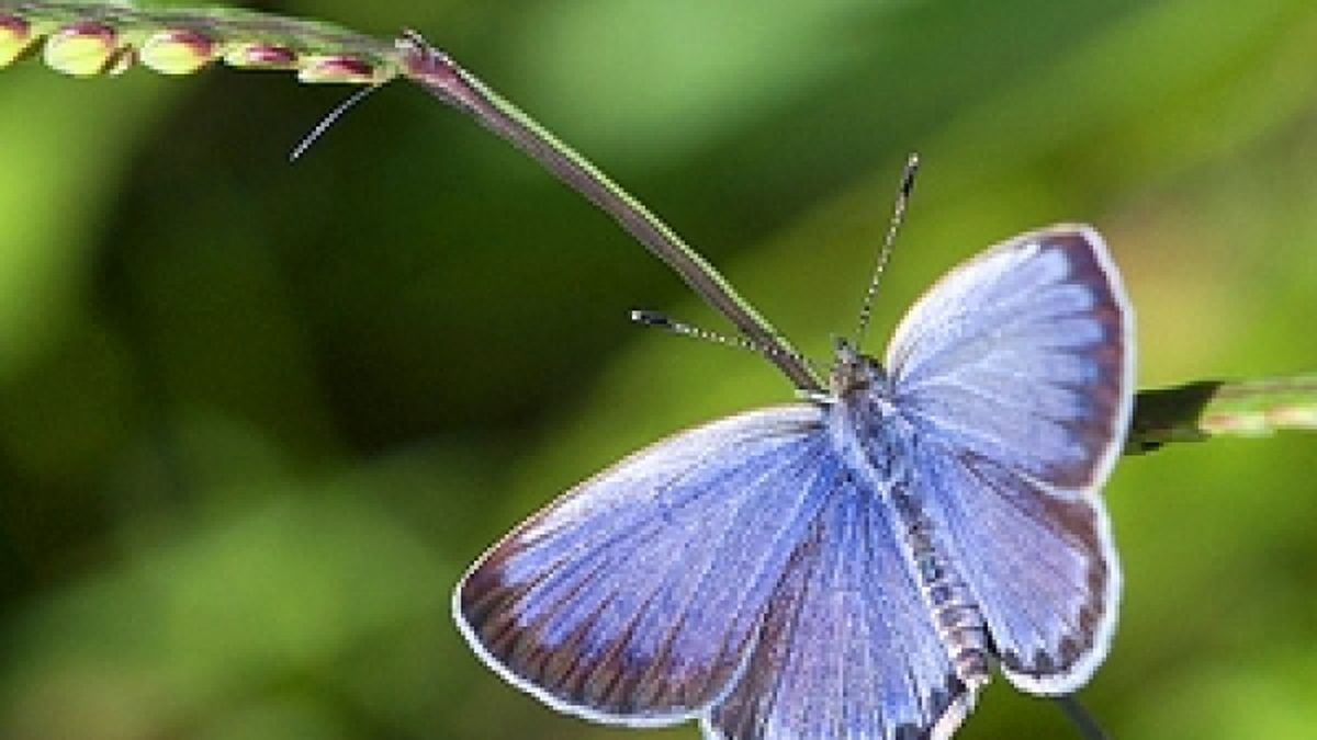Hay mariposas mutantes en Fukushima