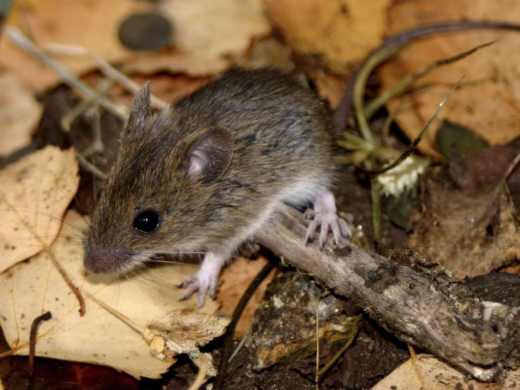 Hantavirus: todo lo que tenés que saber
