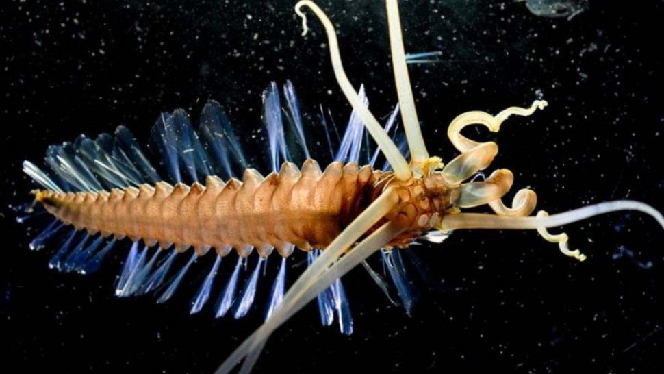 National Geographic: los 10 animales más raros del mundo