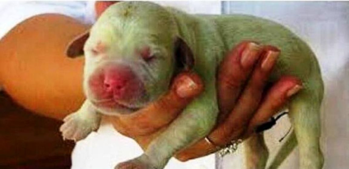 En España nacieron dos perros verdes