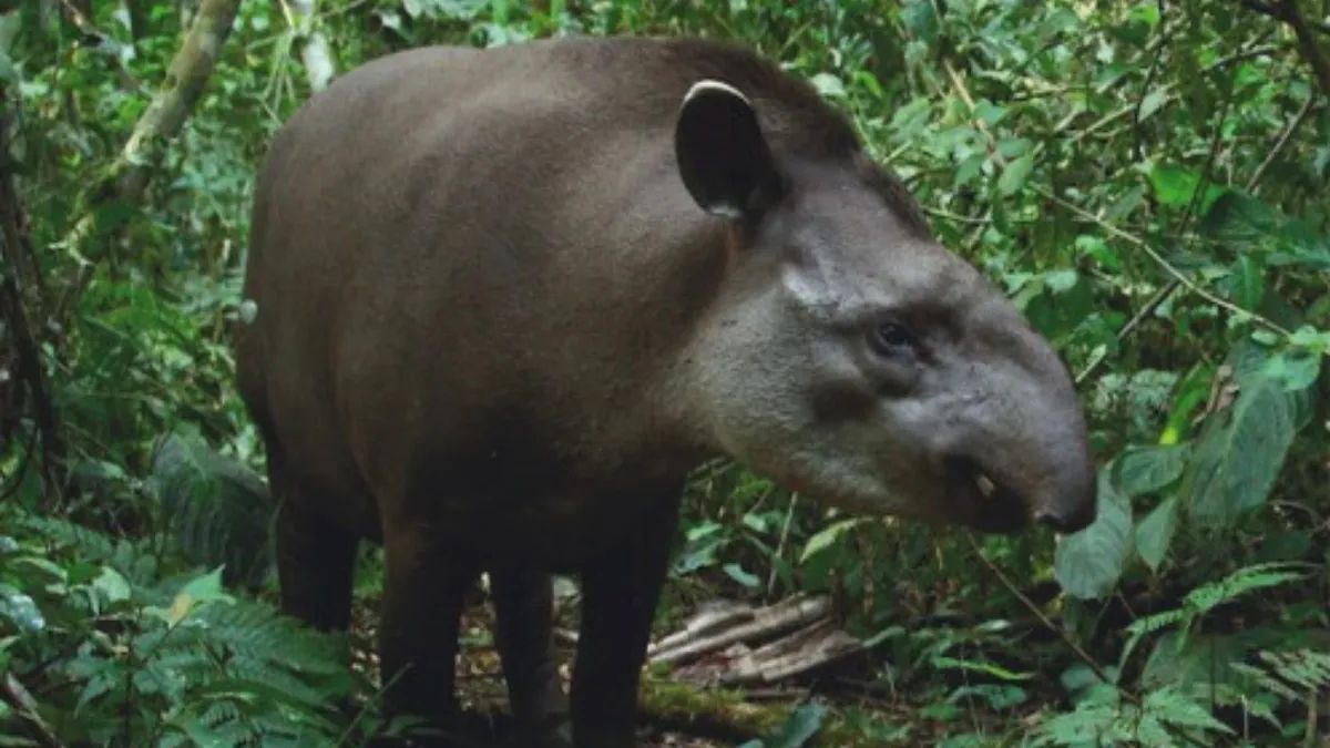 Tucumán: El tapir fue declarado Monumento Natural Provincial