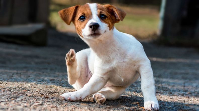 Mascotas: qué significa que mi perro se rasque todo el tiempo