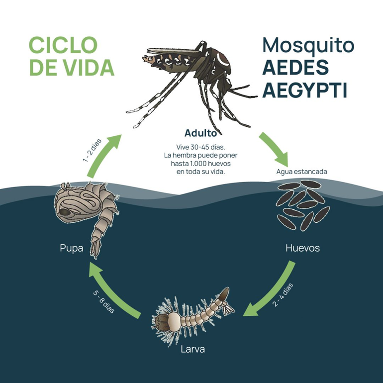 Dengue: cuál es el horario donde más pica el Aedes Aegypti