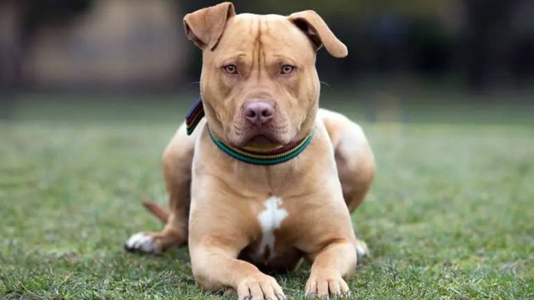 Mascotas: ¿Cuál es la raza de perro más agresiva del mundo?
