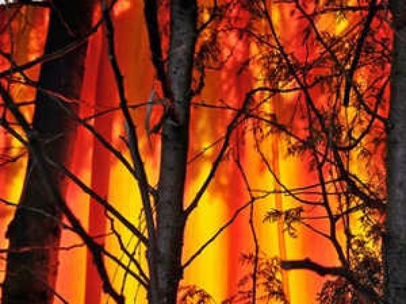 ¿Cuál es el perfil de un pirómano?