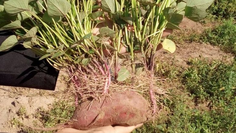 Batata: un cultivo cosmopolita y versátil