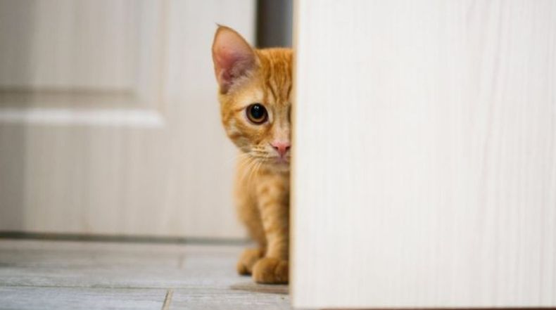 Mascotas: qué significa si un gato entra a tu casa