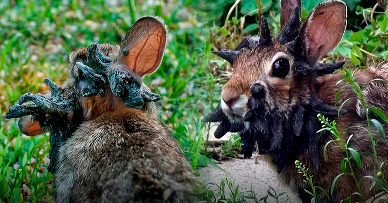 Alarma en EE.UU. por conejos con tentáculos en la cabeza: por qué los ...