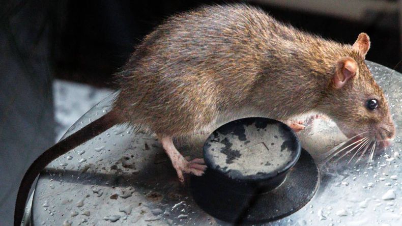 Polémica por el hantavirus: revelan qué otras enfermedades pueden ...