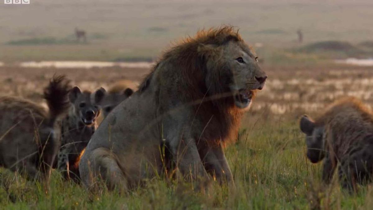 El impactante video de un león peleando con 20 hienas que tuvo un final ...