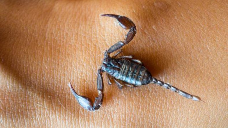 ¿Qué pasa si me pica un alacrán? Todos los pasos a seguir