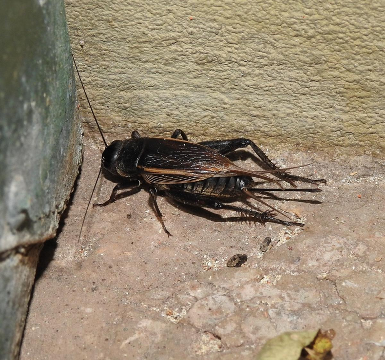 Qué significa tener grillos en casa: intrusos ruidosos