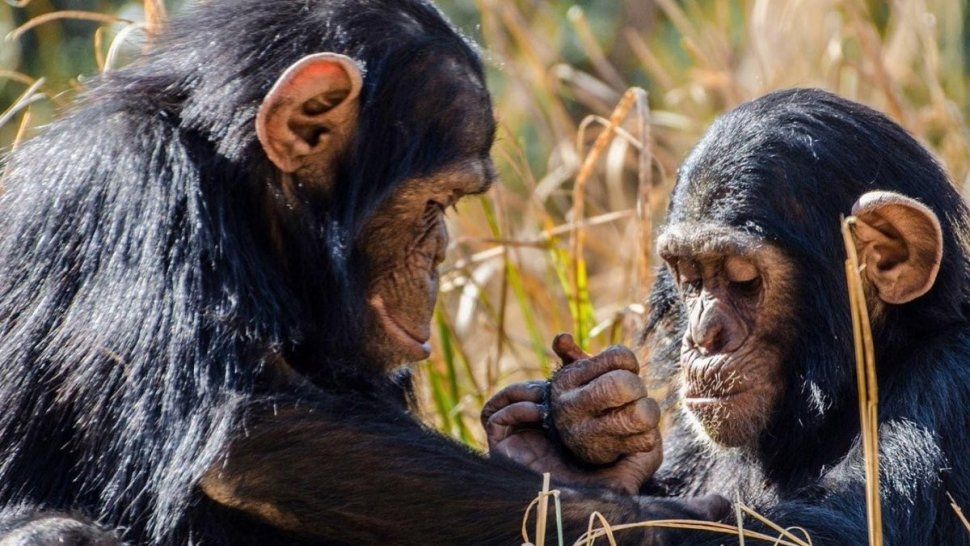 Los chimpancés se estrechan la mano, descubrió un estudio