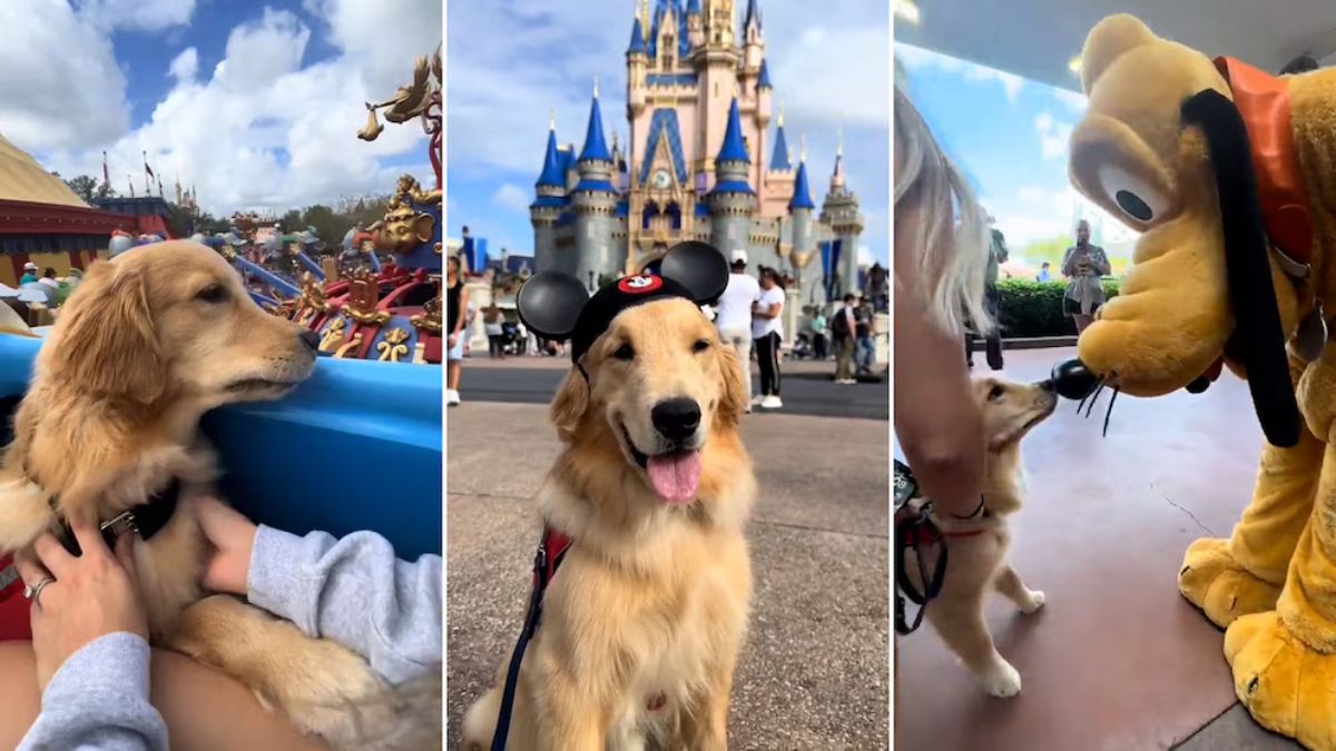 El perro que fue a Disney para disfrutar del parque y es viral por sus ...
