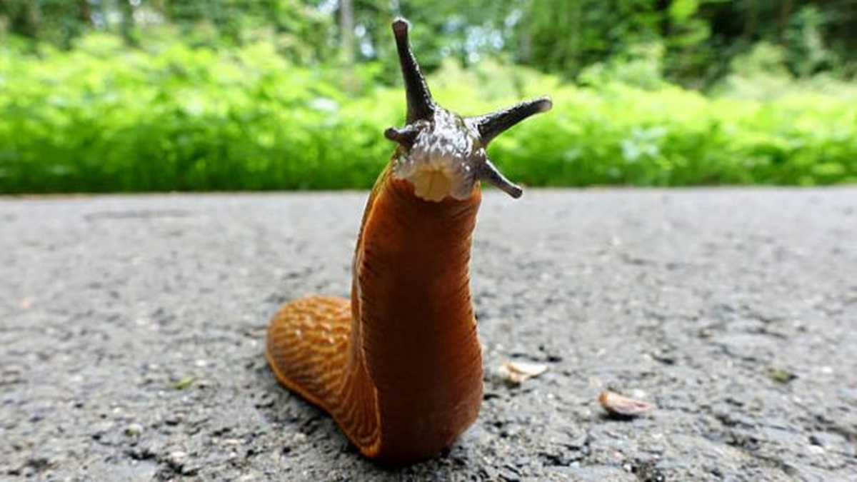 ¿Por qué las babosas son tan importantes para la salud?