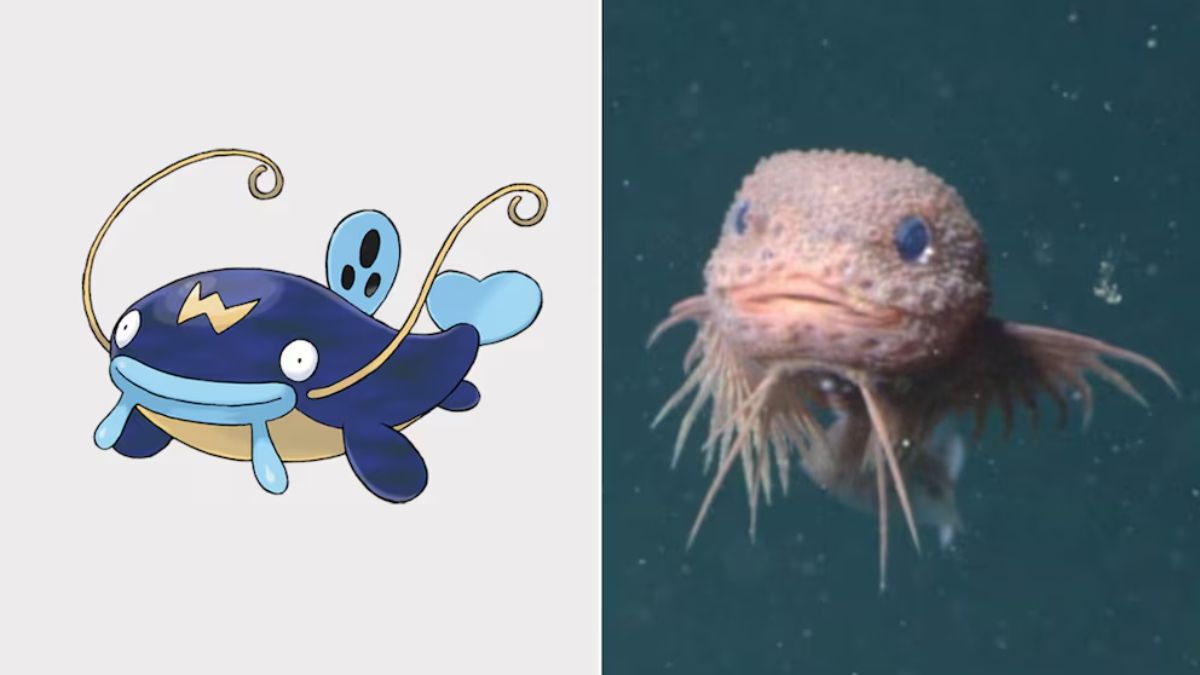 Descubren una nueva especie de pez caracol y se viraliza por su ...