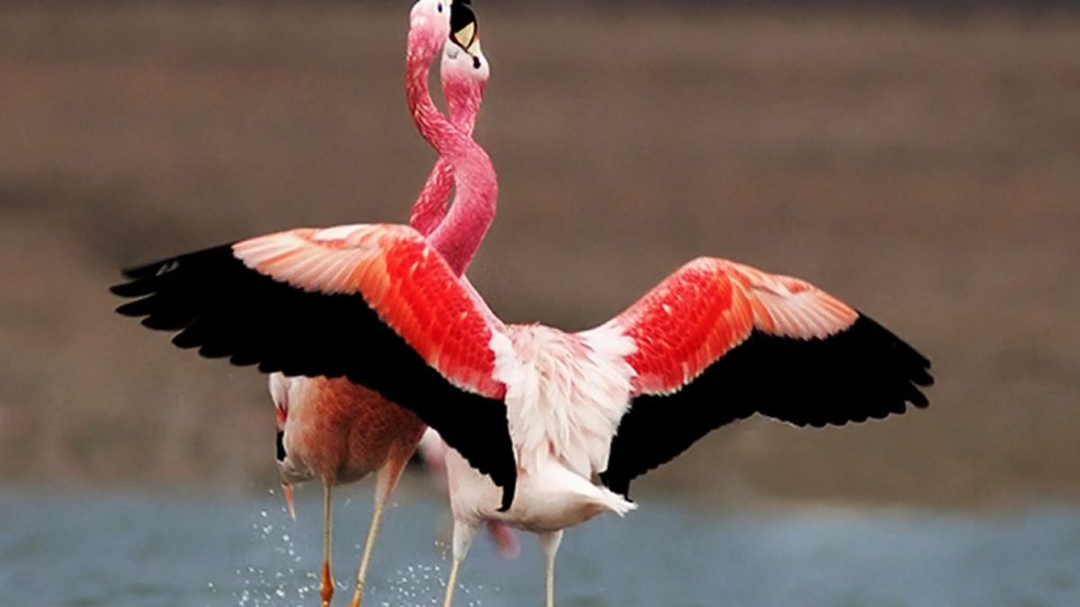 La hermosura de los flamencos