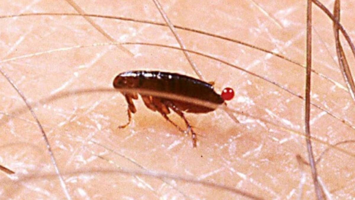 Cómo eliminar pulgas de la casa