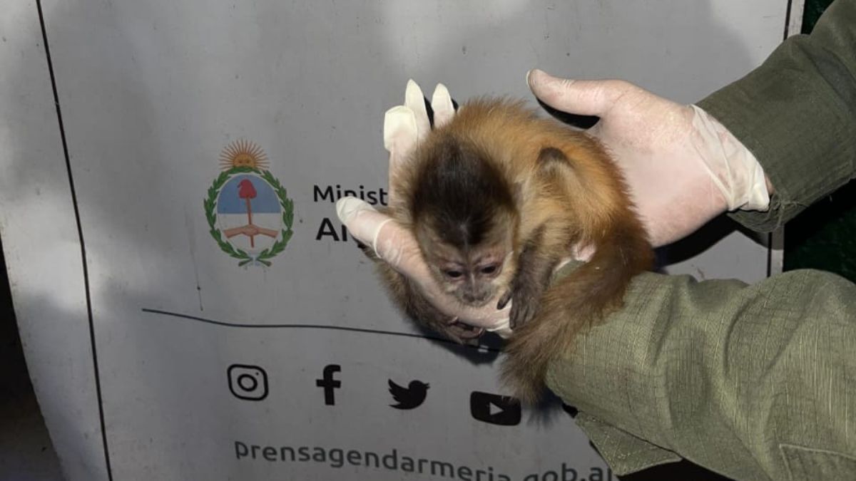 Rescatan a un mono caí que trasladaban ilegalmente en Jujuy