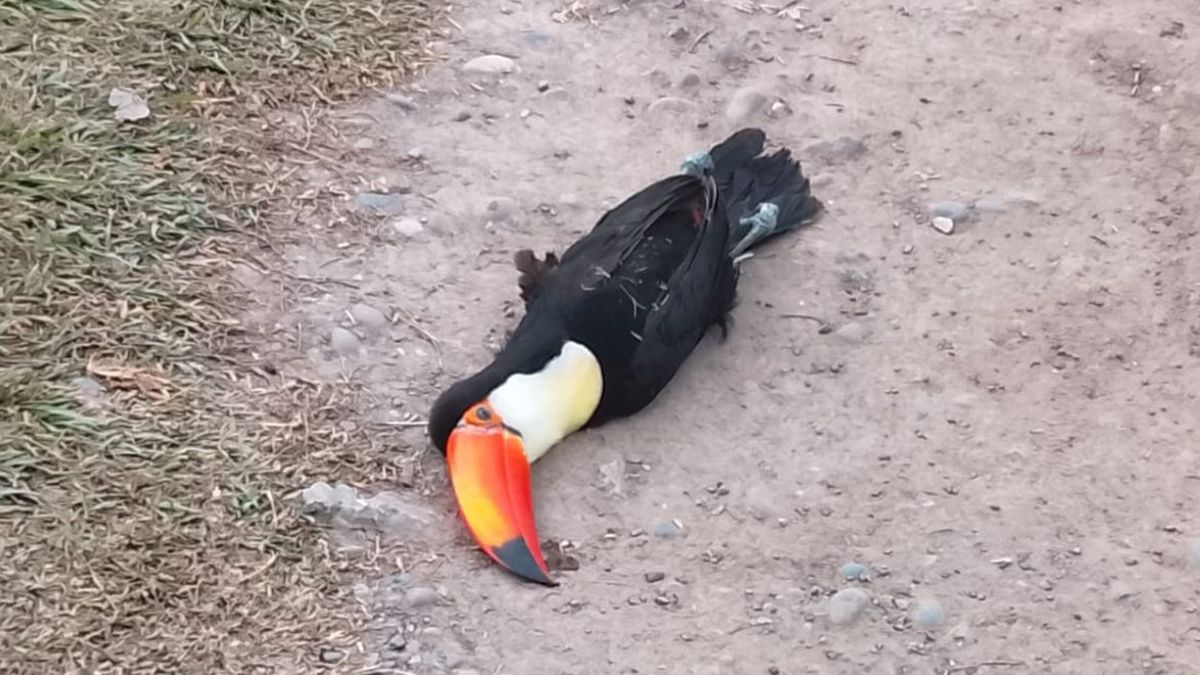 Preocupa la aparición de tucanes muertos en San Pedro