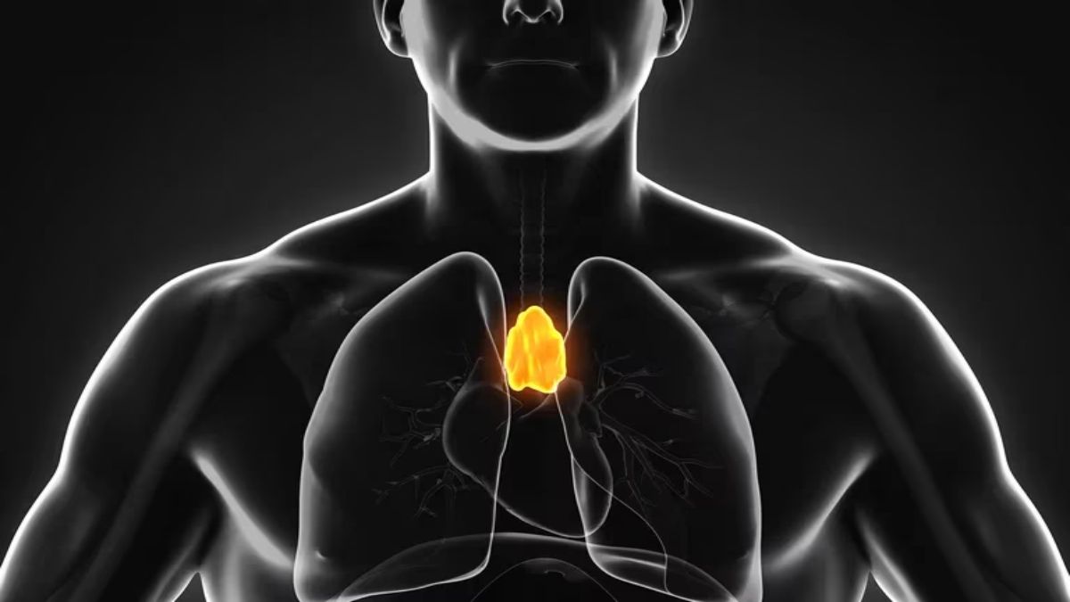 El timo, un órgano clave en la prevención del cáncer