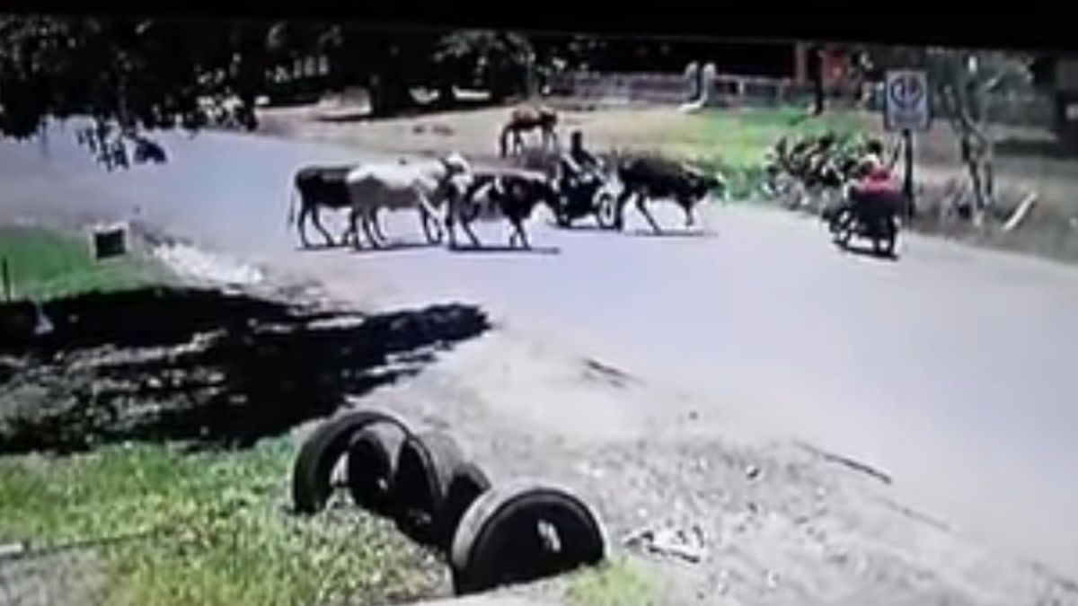 La vaca karateca, asustada y enojada, derribó a una motociclista