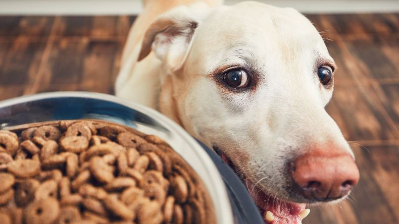 Cuántas veces al día debe comer un perro para estar saludable
