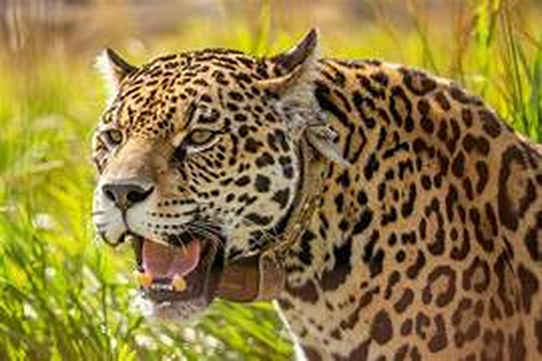 Día Mundial del Yaguareté: quedan 250 ejemplares en Argentina