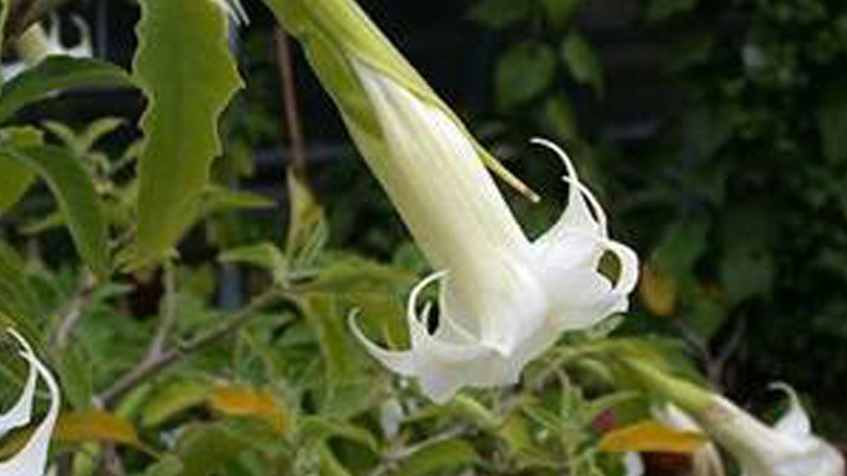 ¿Qué sabemos de la Burundanga?