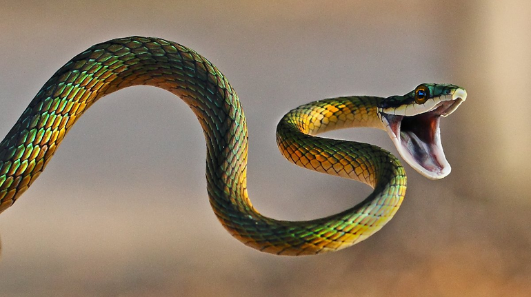 ¿Cuál es la diferencia entre una serpiente, una víbora y una culebra?