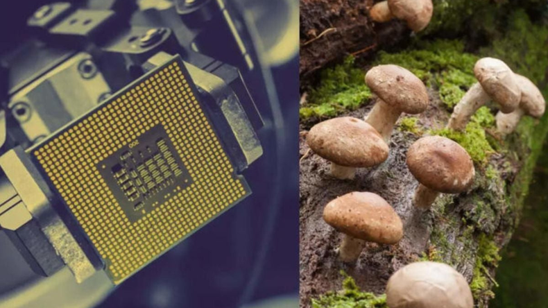 Científicos crean chips biodegradables a partir de hongos: un avance ...