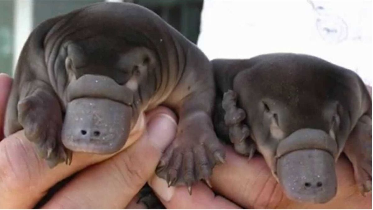 El ornitorrinco está camino a la extinción por culpa del cambio climático