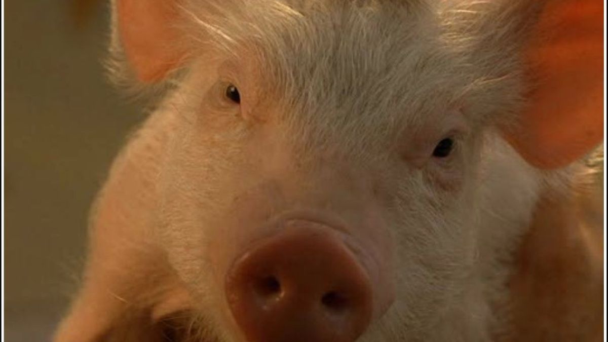 Murió la voz de Babe, el Chanchito valiente