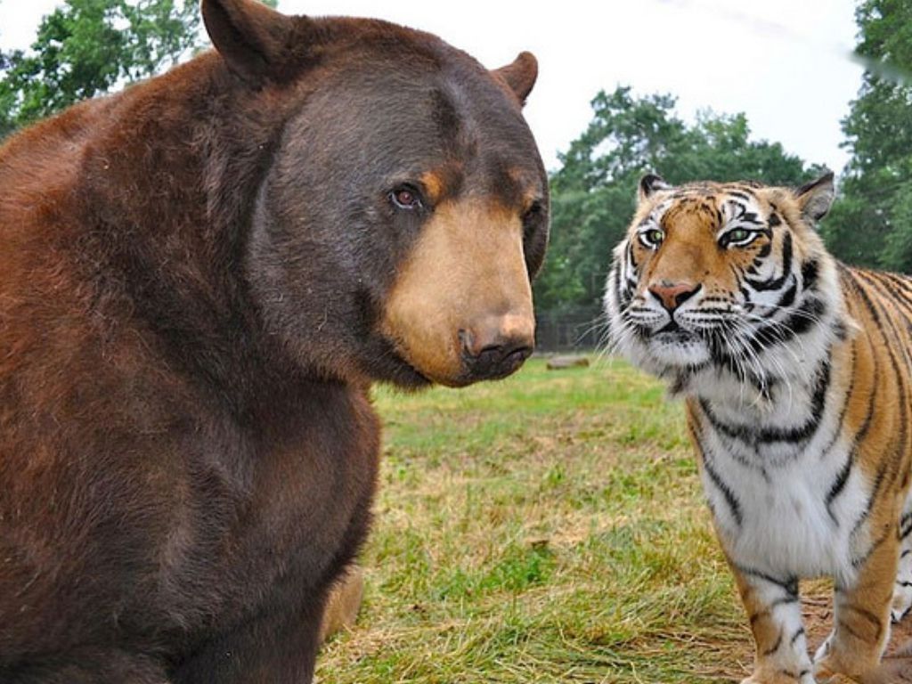 Insólita amistad entre un oso, un león y un tigre