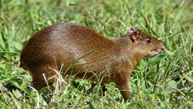 CAFAJU: rescataron una cría de agutí rojizo de una casa