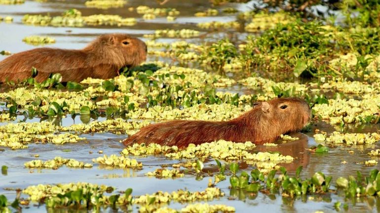 Parque Nacional: es el más grande pero el menos visitado de Argentina