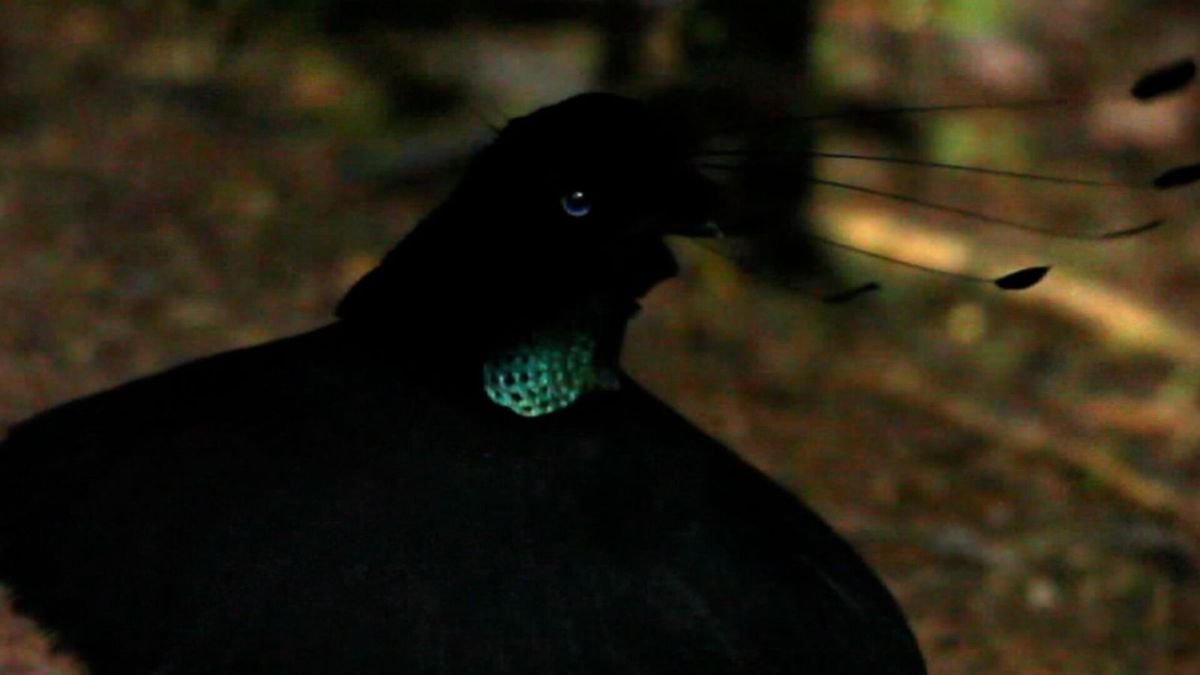 Viral: así es el ave con TOC que barre las hojas antes de su baile de ...