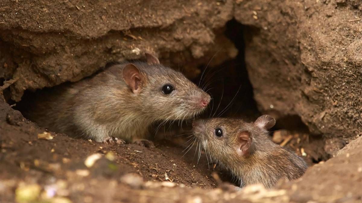 Polémica por el hantavirus: revelan qué otras enfermedades pueden ...