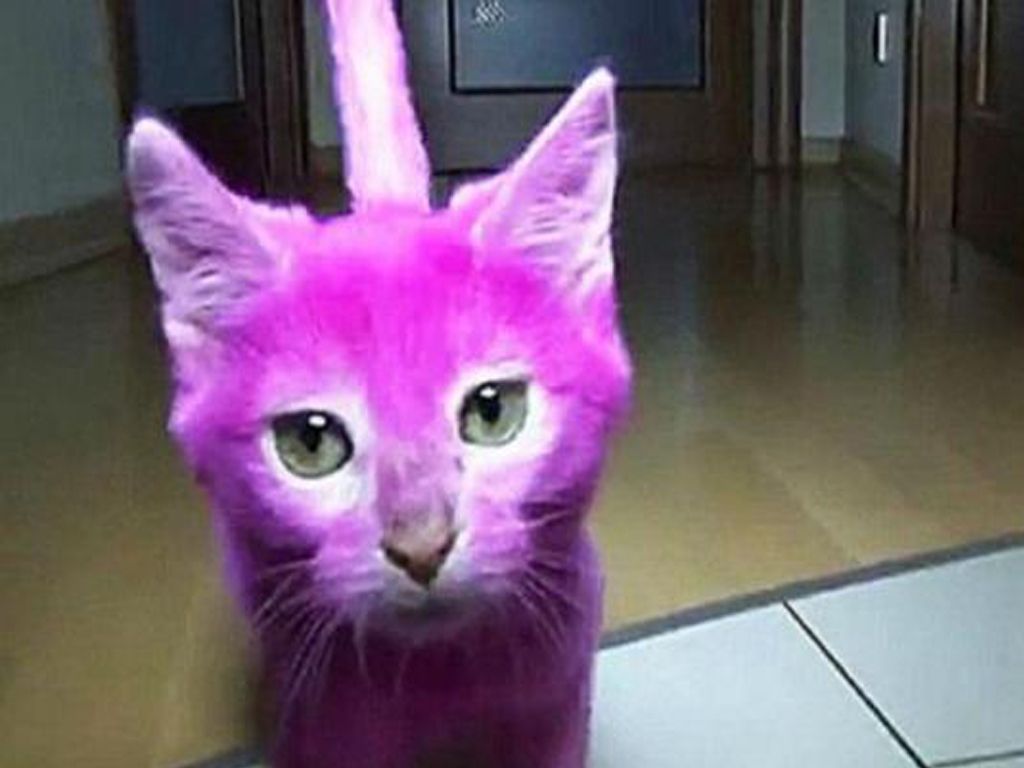Una artista rusa tiñó a su gato de rosa y causó polémica