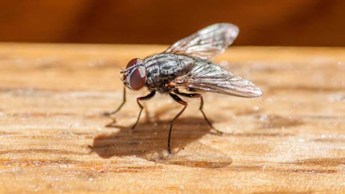 Los increíbles trucos caseros para eliminar las moscas de la casa en el ...