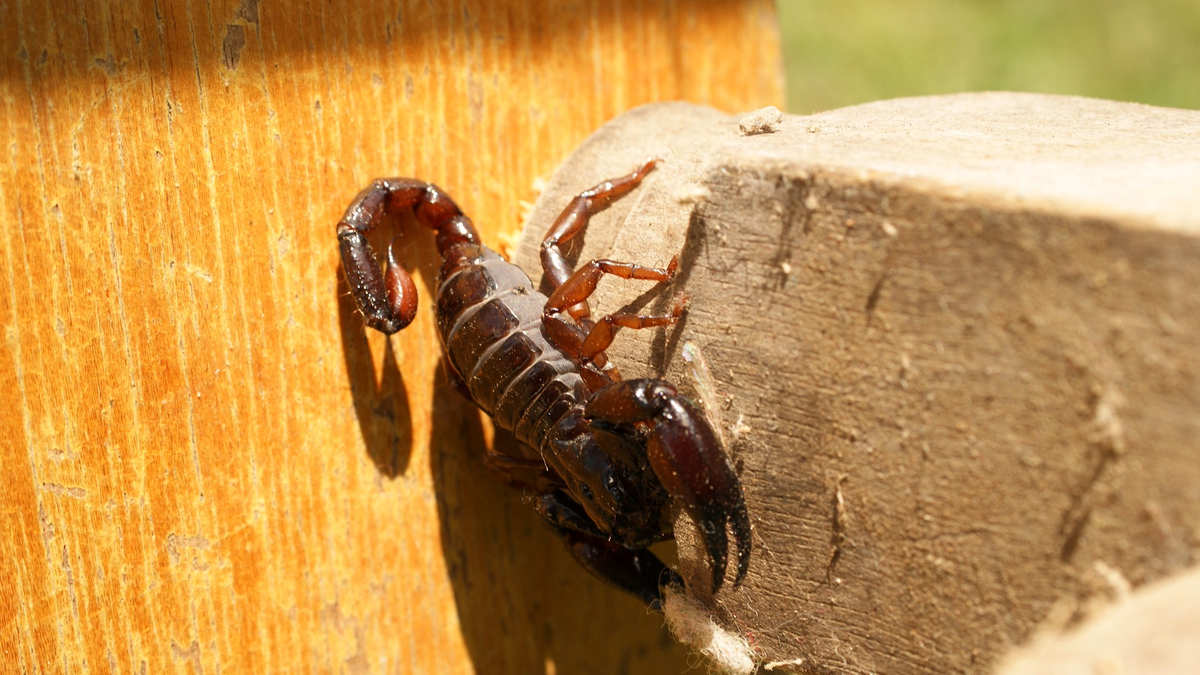 Por qué aparecen alacranes y que hago si encuentro uno