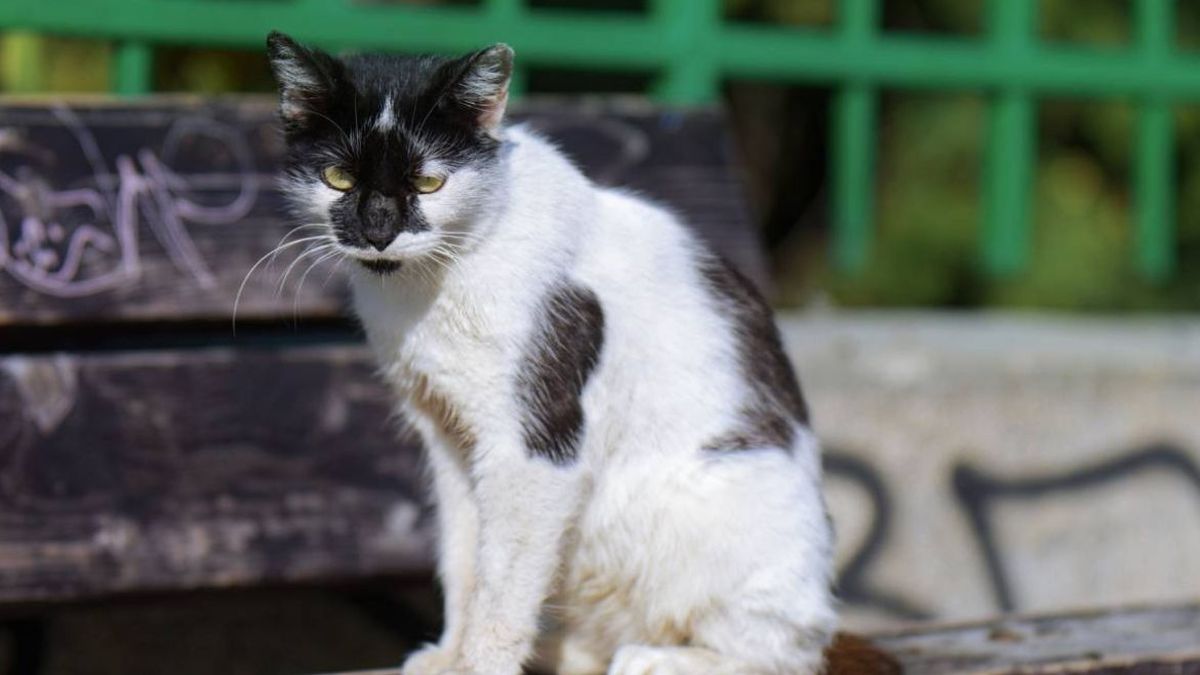Mascotas: qué significa que un gato quiera entrar a tu casa