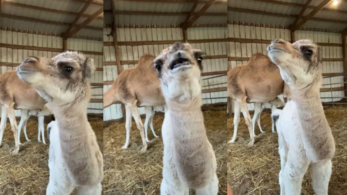 Un camello bebé saludó de una forma particular y fue viral en redes