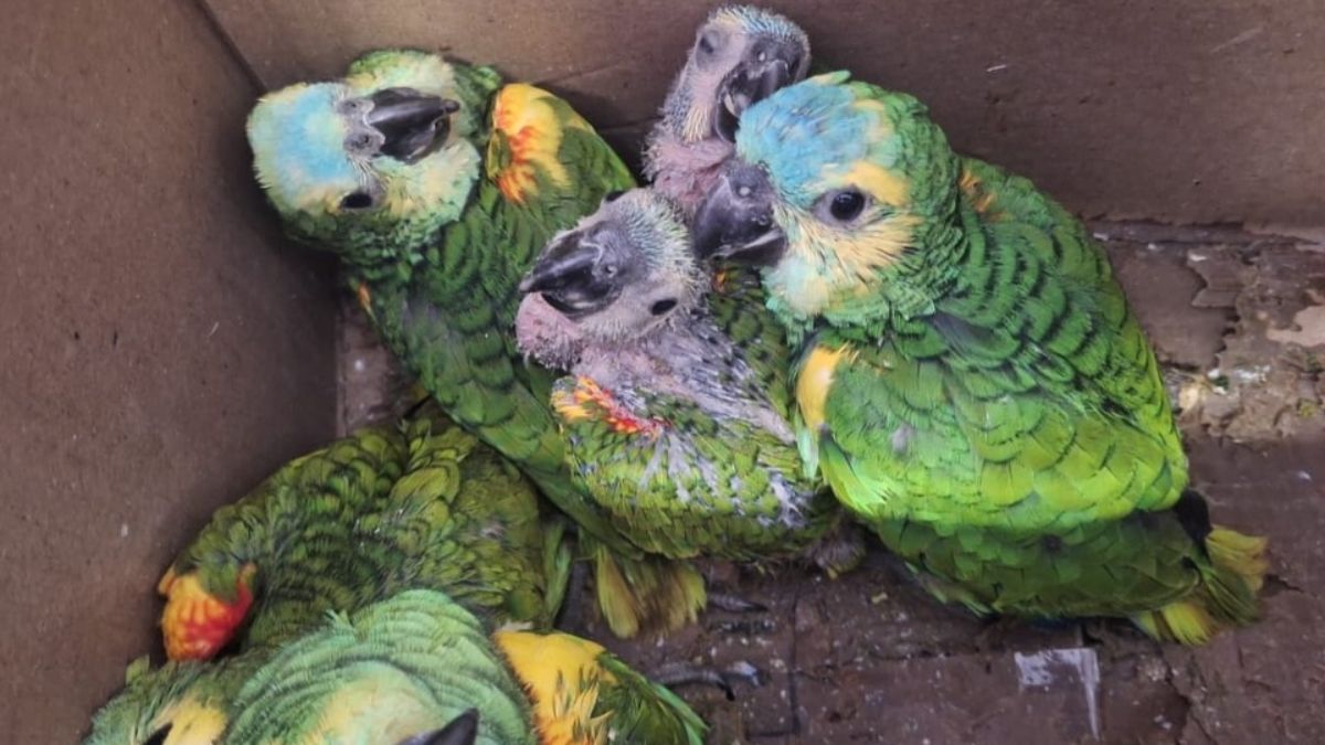 Rescatan 13 loros habladores que eran transportados ilegalmente en Jujuy