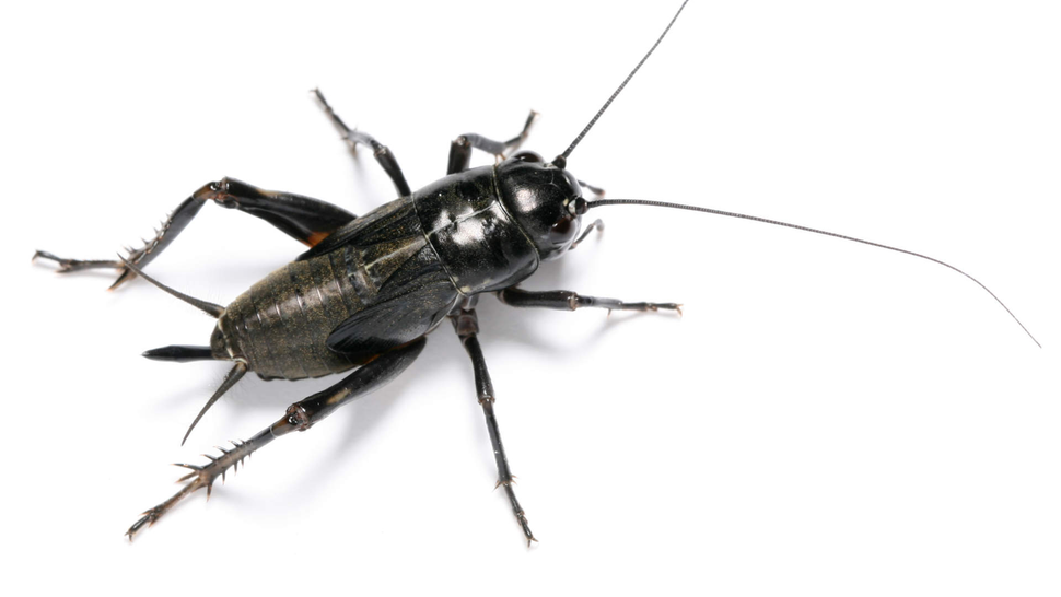 Grillos en casa: ¿Qué significa y cómo manejarlo?